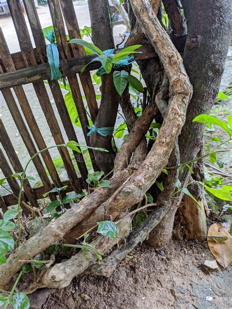 Very Nice And Aesthetic Tree Roots Stock Image Image Of Roots Tree