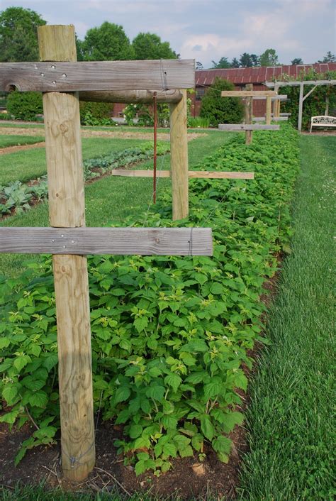 Ecotrellis Pack Of 2 Raspberry Trellis And Stake Vineyard Trellis