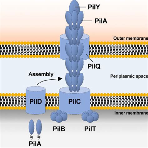 Anti Motility Properties Of The Natural Compounds Against Acinetobacter Download Scientific