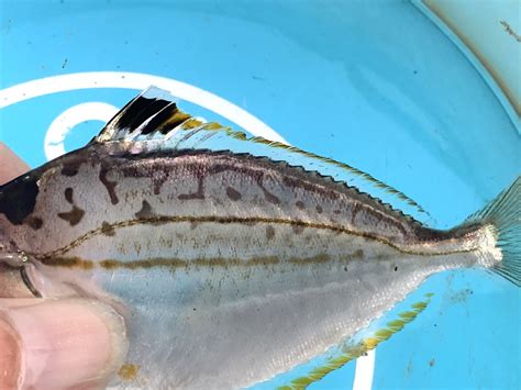 ヒイラギ 2023 03 16 WEB魚図鑑