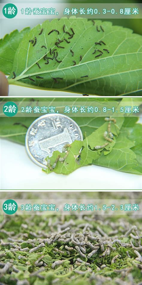 二龄蚕的外形特点二龄蚕宝宝的特点二龄蚕第2页大山谷图库
