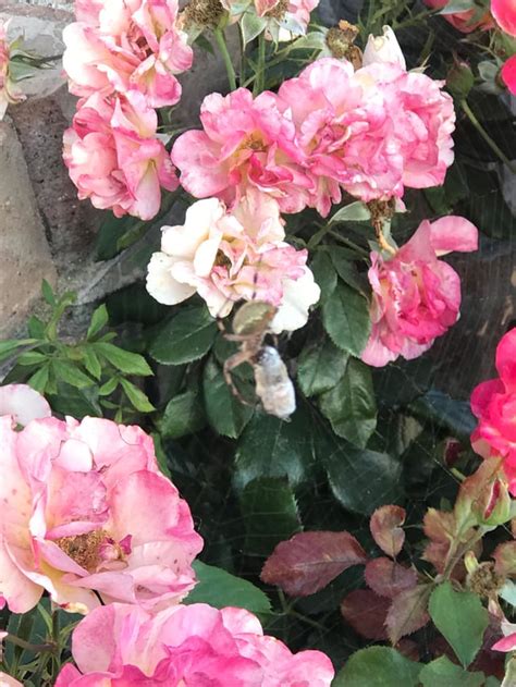 Identify Rose Rplantidentification