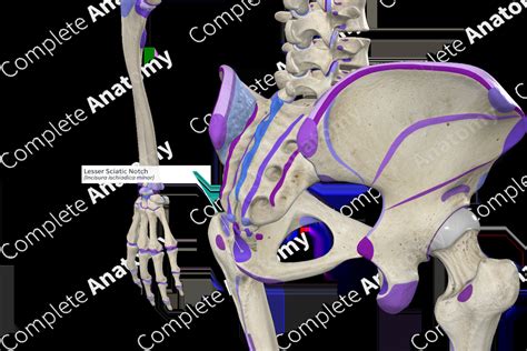 Lesser Sciatic Notch Complete Anatomy