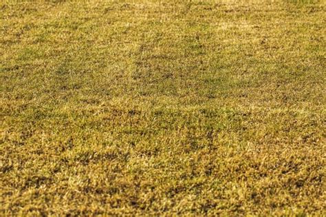 Sunnny 봄 날에 젊은 잔디 필드의 보기를 닫습니다 아름 다운 자연 질감 배경입니다 0명에 대한 스톡 사진 및 기타 이미지