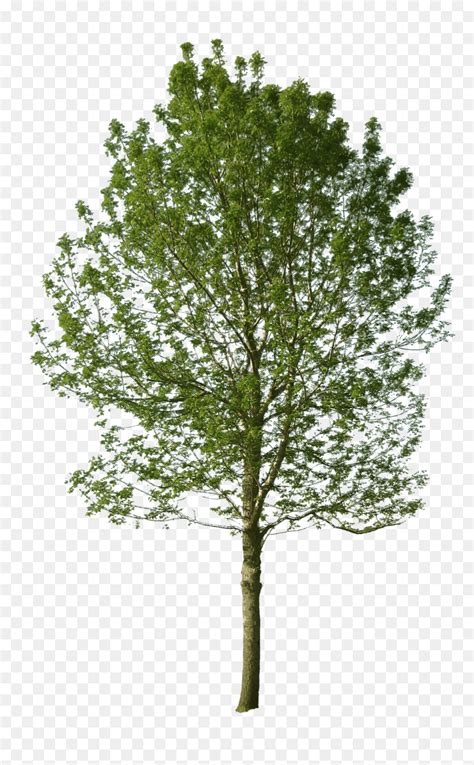 Tree Png Cut Out Transparent Png Vhv