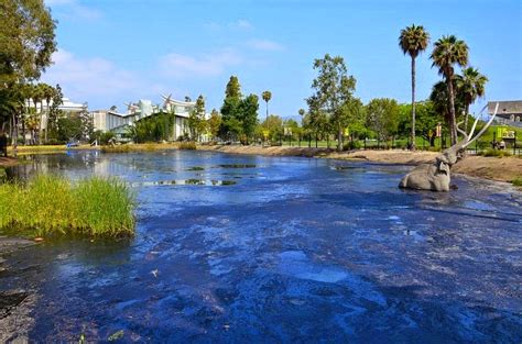 La Brea Tar Pits And The Fossils Within Amusing Planet