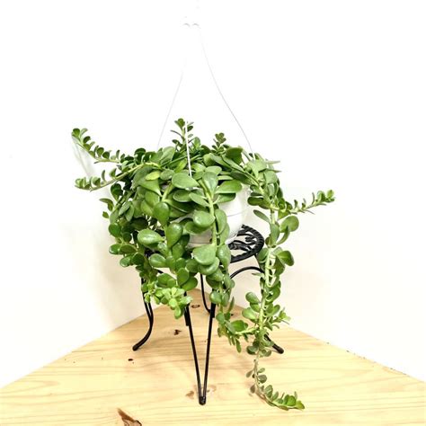 Jade Trailing Knippel Garden Centre