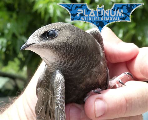 All About Chimney Swifts How To Get Rid Of These Birds