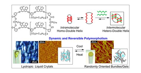 Dynamic And Reversible Polymorphism Of Self Assembled Lyotropic Liquid Crystalline Systems