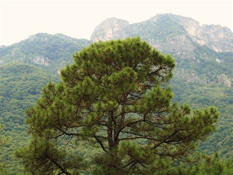 Pino Negro Pinus Uncinata Descripción Ecología Usos Y Curiosidades