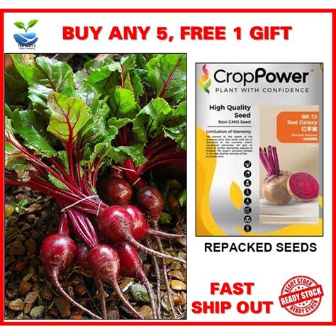 20 Biji Benih Red Beetroot Beet Ubi Bit Merah Seeds Shopee Malaysia