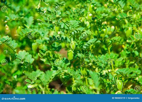 Chickpea Crop Field Stock Image Image Of Bean Asia 98083219