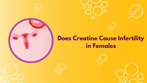 Does Creatine Cause Infertility In Females Fact And Insight