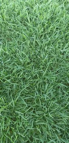 Green Natural Korean Lawn Grass At ₹ 10sq Ft In Mumbai Id 2855715038097