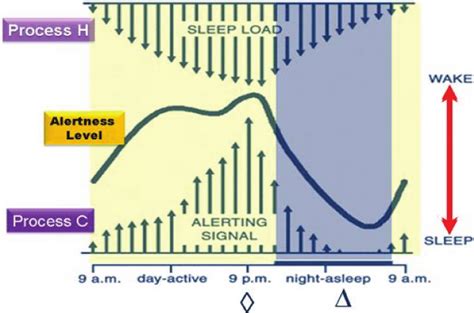 A Schematic Representation Of The Opponent Process Model The Model