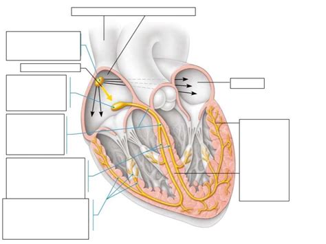 Bio 244l Exam 2 Diagram 4 Diagram Quizlet
