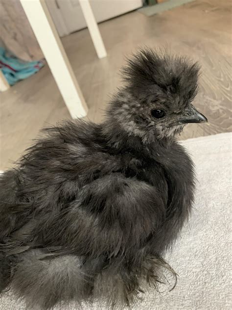 7 5 Week Old Silkie Sex Guesses This Chick Was Vent Sexed At The
