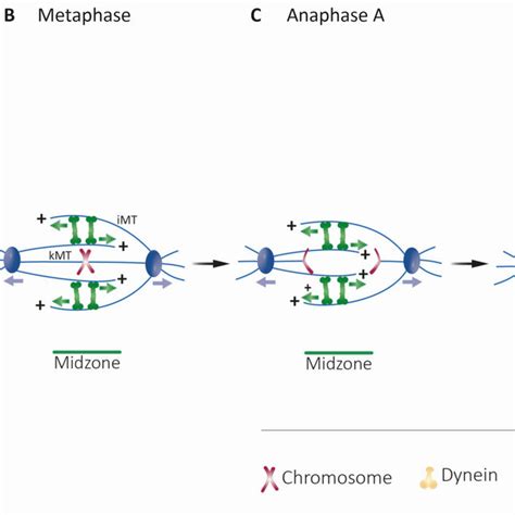 Major Roles Of Kinesin 5 Motors In Mitotic Spindle Dynamics Adapted