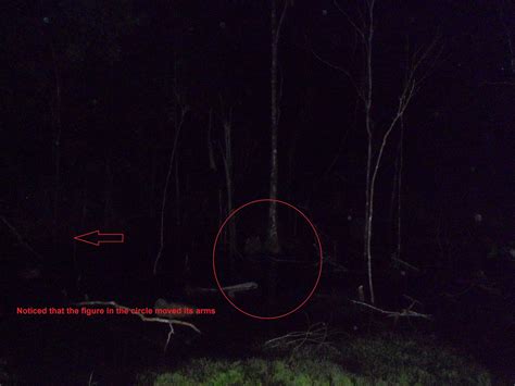 Nocturnia Water Tomb Of Macritchie