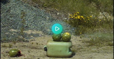 Watermelons  On Imgur