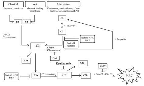 Complement System Pathways And Regulatory Proteins Download
