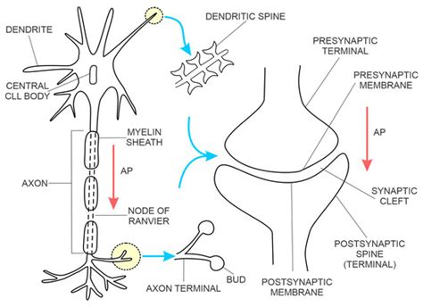 Brain Synapses Diagram