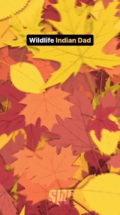 Zaved Ansari On Linkedin Opentowork