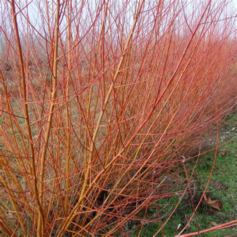 Salix Viminalis