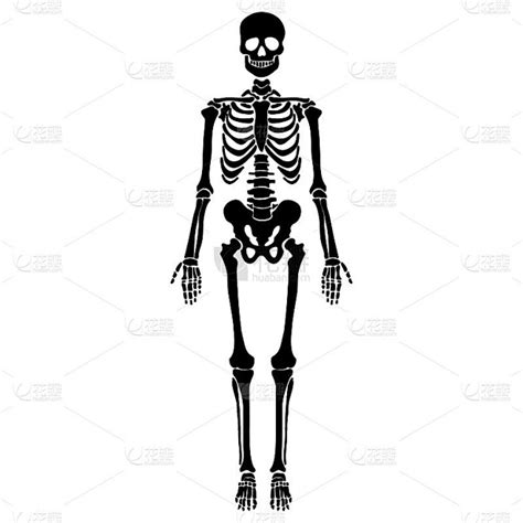 人类的骨骼。长篇卡通骨架。矢量插图的模板。