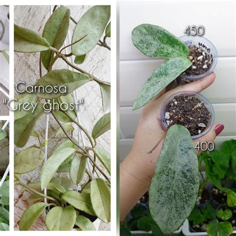 Принимаю заказы на сортовые хойи укорененные черенки и срезы В наличии более 30 сортов Примеры