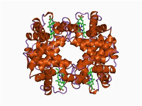 Hemoglobin Subunits
