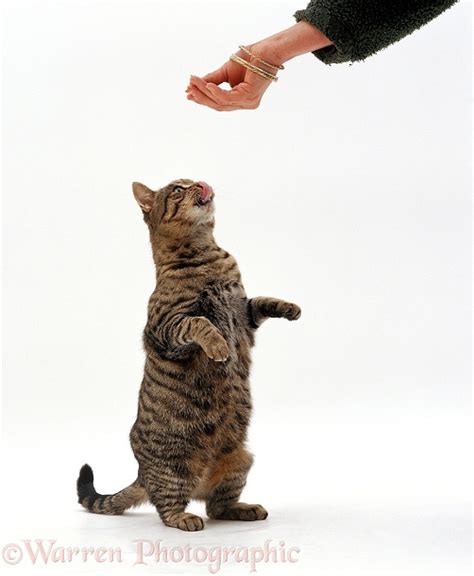 Tabby Female Cat Begging For Food Photo Wp15654