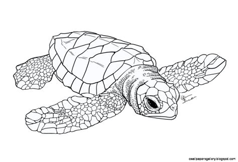 Leatherback Sea Turtle Drawing At Explore