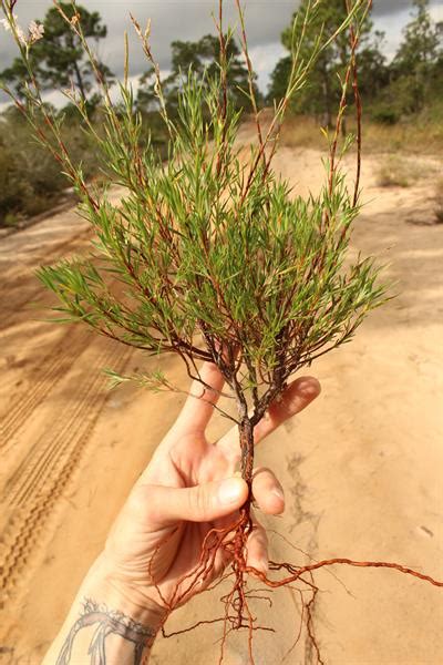 Polygonella Jointweed Fsus