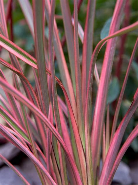 10x Winterharde Tropische Planten Voor Je Exotische Tuin Gardeners World