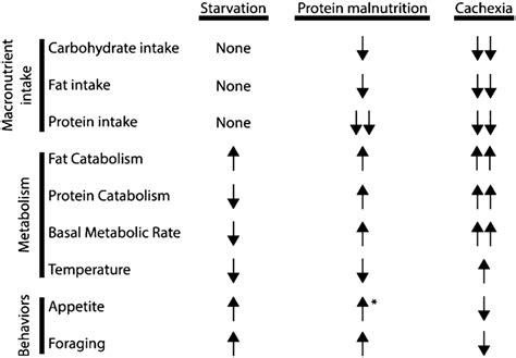 An Overview Of Macronutrient Intake Tissue Metabolism And Behavioural