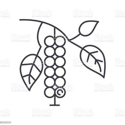 페퍼 아이콘 선형 격리 된 그림 얇은 선 벡터 웹 디자인 기호 흰색 배경에 편집 가능한 스트로크와 개요 개념 기호 개체 그룹에 대한 스톡 벡터 아트 및 기타 이미지 Istock