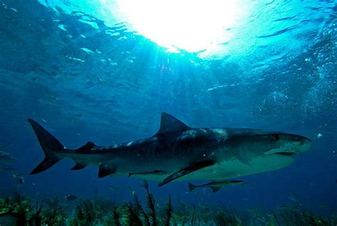 Nurse Shark Facts Nurse Shark Diet And Habitat