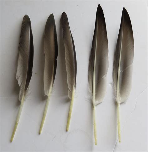 Duck Primary Wing Feathers Feathergirl