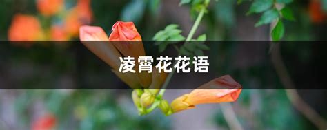 凌霄花花语 花百科
