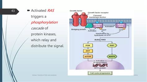 Signal Transduction Pathways Pptx