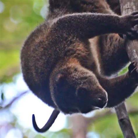 Sulawesi Bear Cuscus Facts Diet Habitat And Pictures On Animaliabio