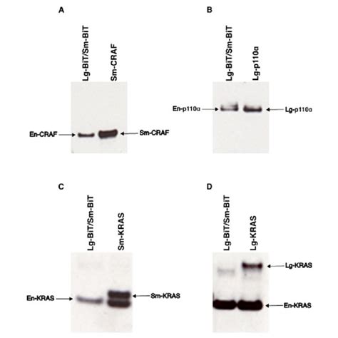 The Nanobit Biochemical Assay Nbba Functions In Stable Cell Line