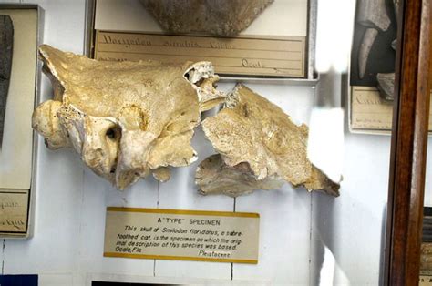 Smilodon Fatalis Florida Vertebrate Fossils