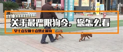 济南市民谈史上最严遛狗规定：不拴绳 就是狗遛狗遛狗狗主人牵引绳新浪新闻