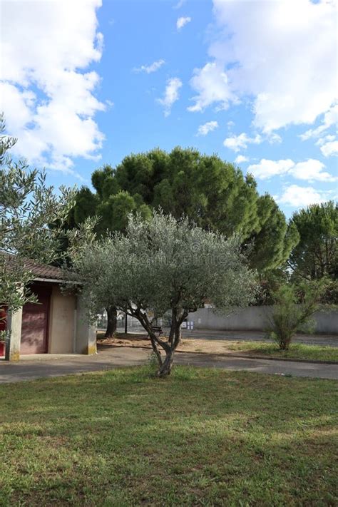 2 Trees In Perspective Stock Photo Image Of Perspective 186518794