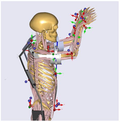 Modeling Of A Non Rigid Passive Exoskeleton Mathematical Description And Musculoskeletal Simulations