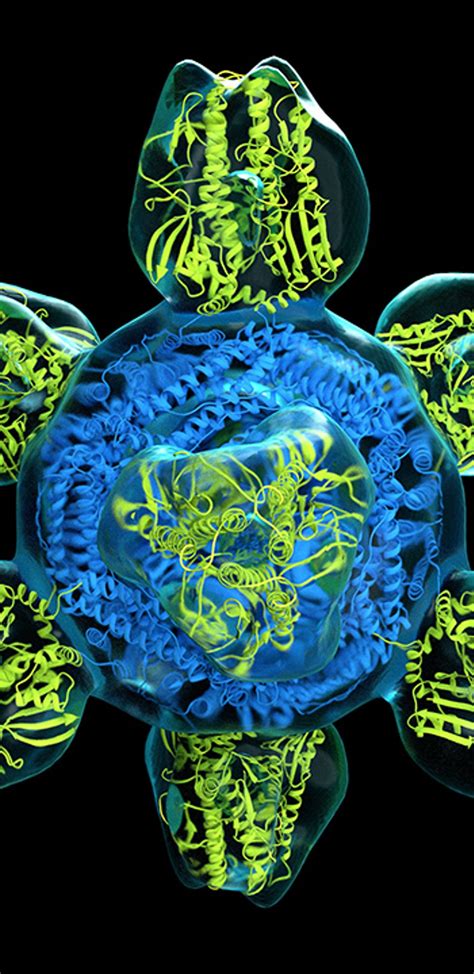 Electron Microscope Flu Virus