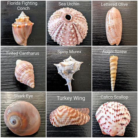 Shell Identification By Pauline Weakley In 2025 Sea Shells Shells