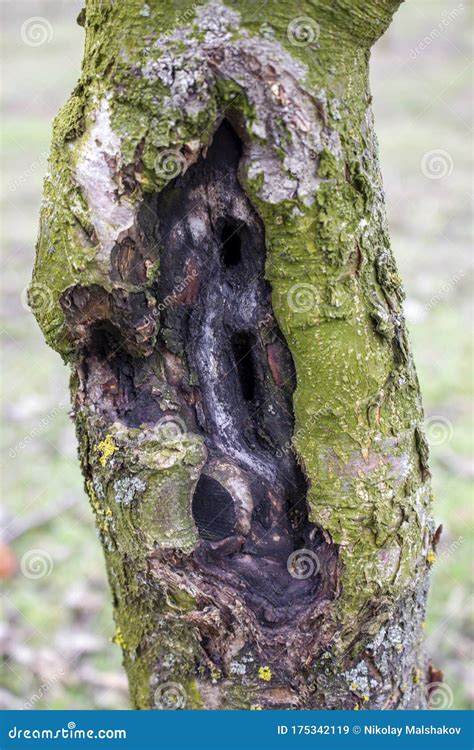 Fruit Tree Fungus Identification At Harrison Humphery Blog